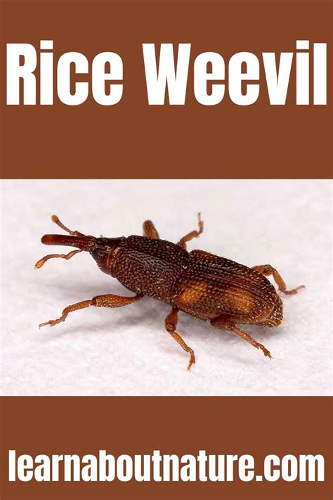 Rice Weevil Artofit