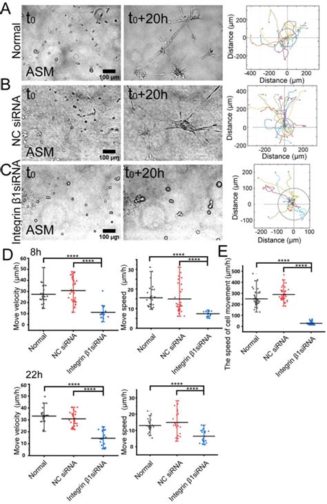 The Role Of Integrin β1 In Cell Directional Migration Asm Cells Were Download Scientific Diagram