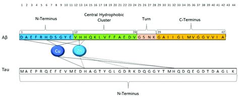 Cuii And Znii Binding Sites In Tau And Aβ Peptide Fragments
