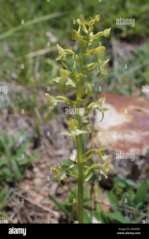 Platanthera Chlorantha Greater Butterfly Orchid Orchidaceae Wild