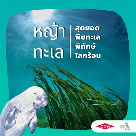 Dow Thailand หญ้าทะเล Sea Grass เป็นพืชใบเลี้ยงเดี่ยว