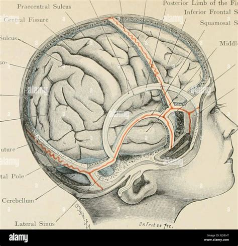 Parieto Occipital Sulcus