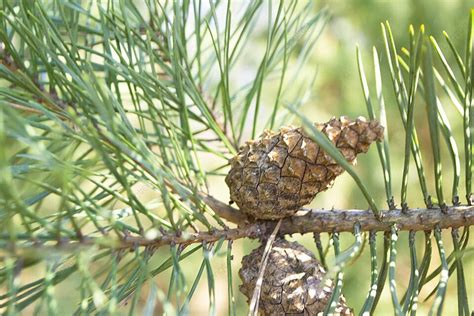 Acicular Leaves Background Images Hd Pictures And Wallpaper For Free