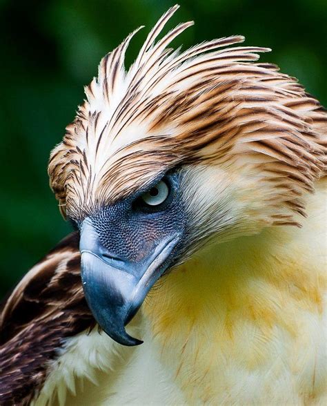 Philippine Eagle Wallpapers Top Free Philippine Eagle Backgrounds Wallpaperaccess