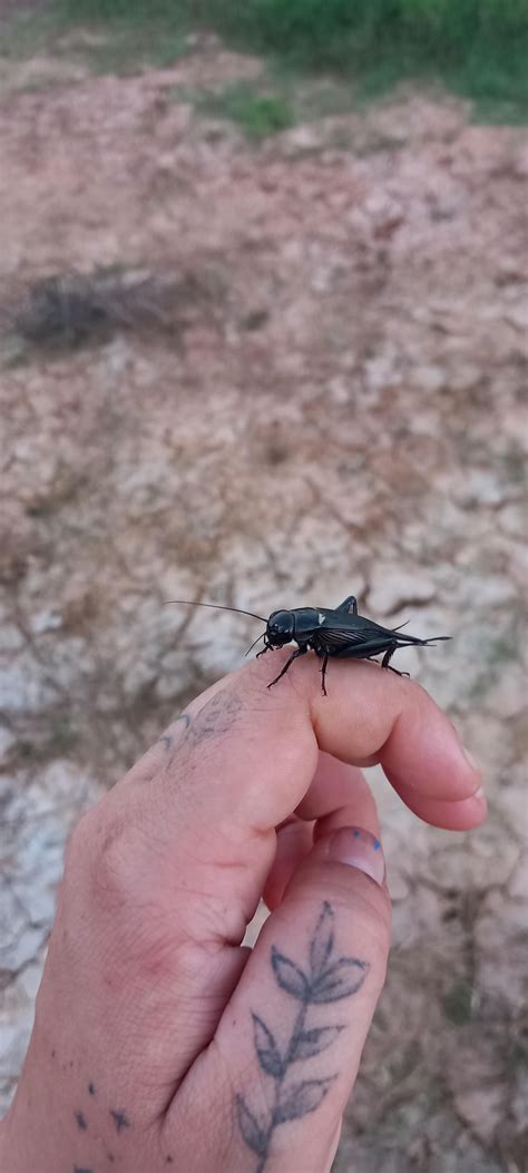 This Absolute Cutie We Found In The Bathroom Rinsects