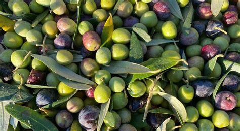 La Excelencia Del Avoe El Aceite Esencial En Nuestra Dieta