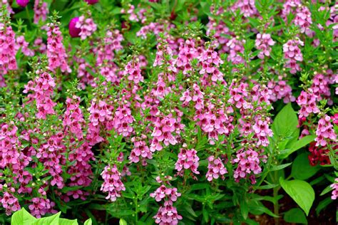 8 Fast Growing Annuals That Thrive In Full Sun