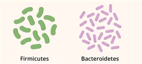 生物合成基因簇 Bgc 谷禾健康