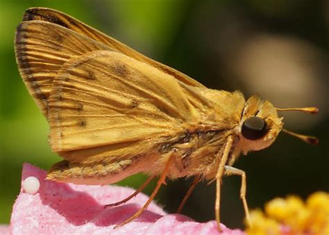 Hylephila Fails At Oviposition Bugguidenet