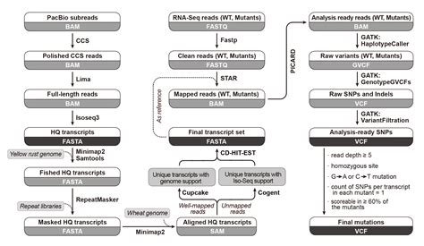 Github Feinystam Sequencing Trait Associated Mutations A Straightforward Method To Identify