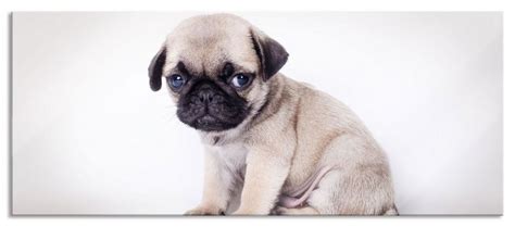 Pixxprint Glasbild Kleiner Hundewelpe Mops Kleiner Hundewelpe Mops 1