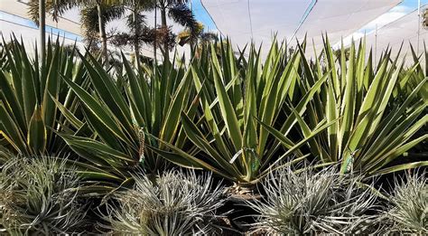 Furcraea Selloa Marginata Variegated Sword Lily Thepalmtreecompany