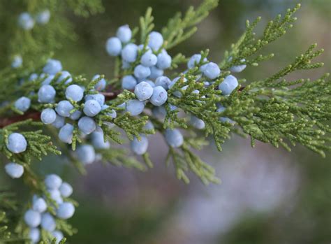 Juniper The Key Ingredient In Gin Fifty Pounds Gin
