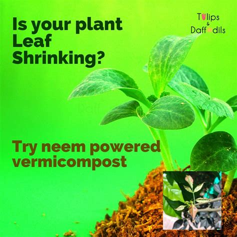 Normal Compost Composition Made From Decomposed Organic Matter Such