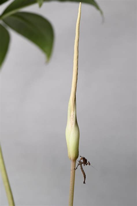 Stenophylla Lobivertex Rmantids