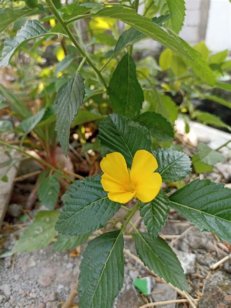 Damiana Turnera Diffusa Benefits Safety Uses Herbal Reality