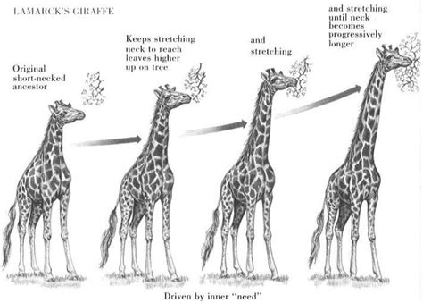 Giraffe Evolution According To Lamarck Aqa B1 Pinterest Giraffes
