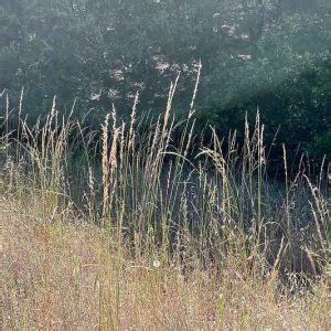 Recommended Native Grasses For The Northern California Coast Region