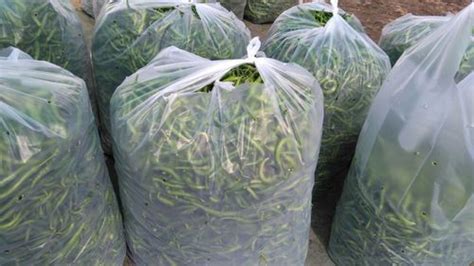Vegetable Packaging Plastic Bag At Best Price In Palej Gayatri
