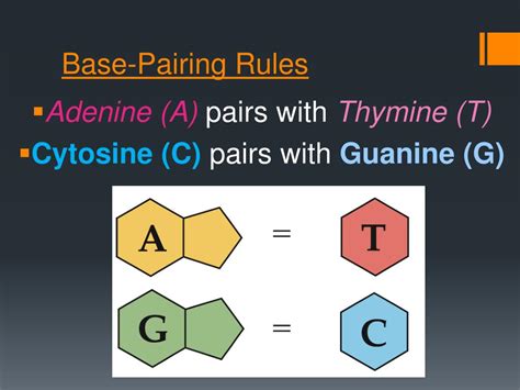 Ppt Dna Powerpoint Presentation Free Download Id6101760