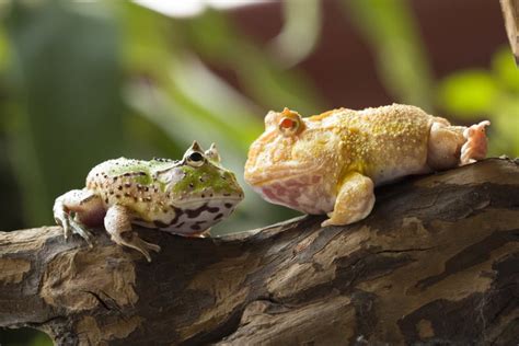 Colors Of Pacman Frogs