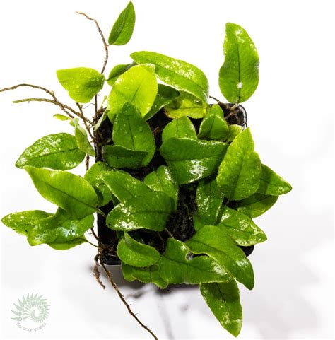 Microgramma Reptans M - Florariumplants