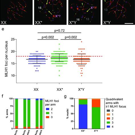 Karyotype And Meiotic Sex Chromosome Conformation Of Xx Xx And Xy