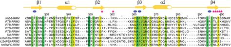 Comparison Of Nab3 Rrm To Polypyrimidine Binding Rrms Amino Acid