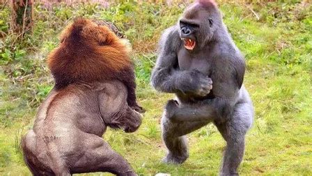 Gorilla Vs Lion Which Animal Is More Powerful