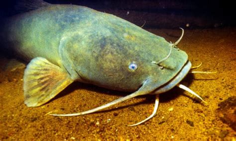 Catfish Animal Facts Siluriformes A Z Animals