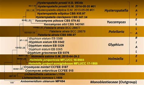 raxml tree based on analyses of ac ombined dataset of lsu ssu and its