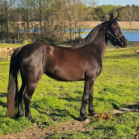 Friesian Mountain Horse For Sale Rolling Hills Ranch Sc Friesian Horses