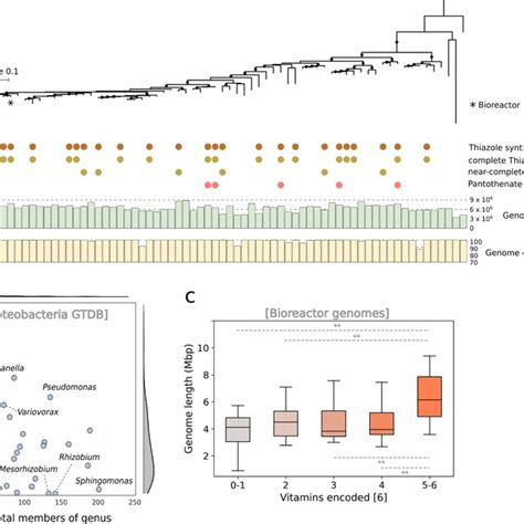 Variovorax Is Predicted To Be Capable Of Thiamine Biosynthesis Be