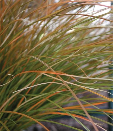 Carex Testacea A Stunning Ornamental Grass