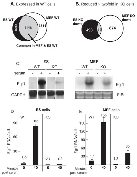 Gene Expression Profiles And Egr1 Transcript Levels In Es And Mef Download Scientific Diagram