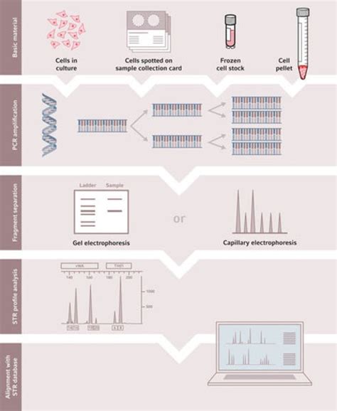 Str Profiling Eppendorf Us