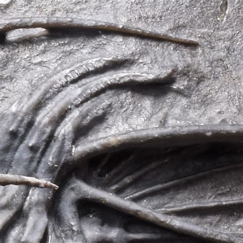 Very Rare Museum Trilobite Radiaspis Sp