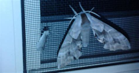 Dire Moth Keep In Mind The One On The Left Is An Average Sized Moth