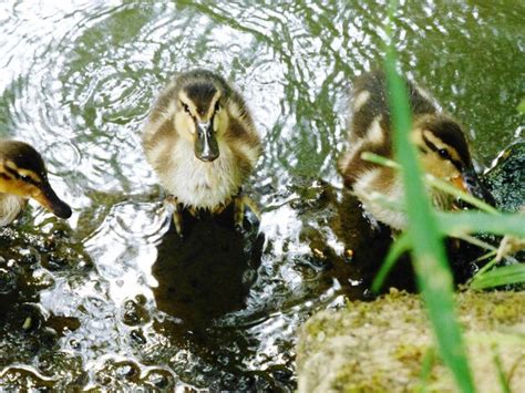 Premium Photo Cute Ducklings In Shallow Water