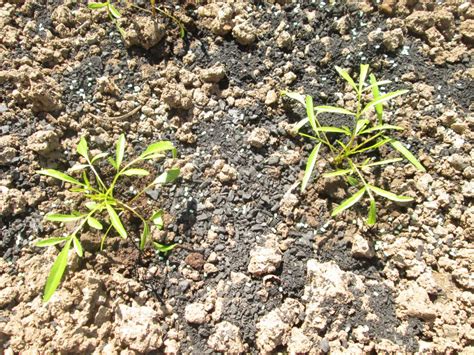 Coreopsis Ink And Dye Garden