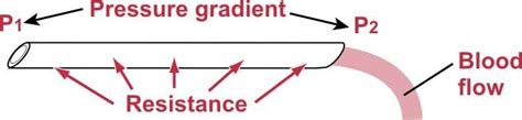 Pressure Gradient With Resistance Bring About Blood Flow Download