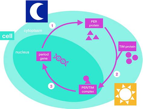 How Do Our Cells Tell Time · Frontiers For Young Minds