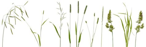 Osrs Snape Grass Seed A Guide To Farming This Valuable Resource