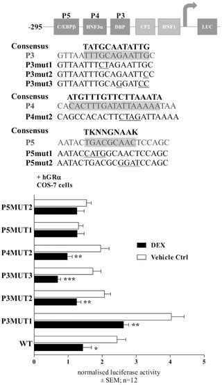 Inhibition Of Corticosteroid Binding Globulin Gene Expression By Glucocorticoids Involves C Ebpβ
