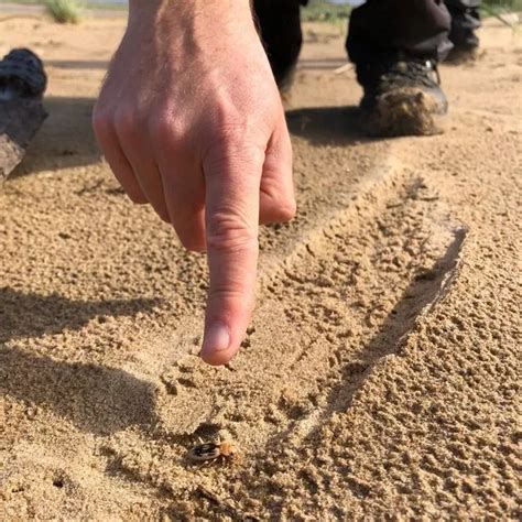 Rare Creature Feared Extinct Could Be Hiding On Devon Beaches Devon Live