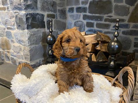 Stunning F1 Deep Red Cockapoo Pups For Sale In Swansea On Freeads