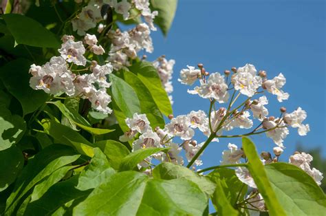 Catalpa Care And Growing Guide