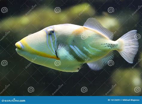 Picasso Triggerfish Stock Image 24002803