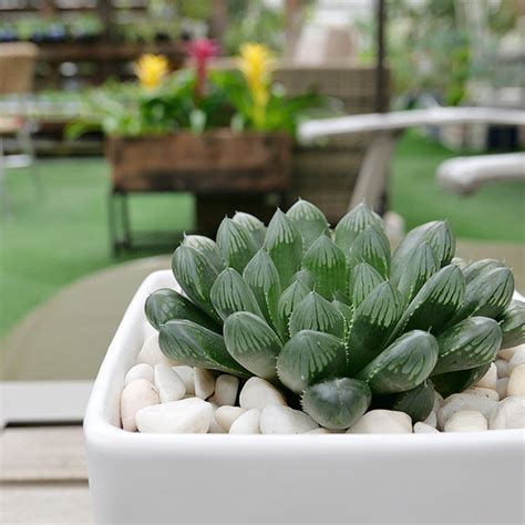 ハオルチア・クーペリー 陶器鉢植え・sサイズ（マットシリーズキューブ） 観葉植物と植木鉢の専門店cocolate（ココレート）