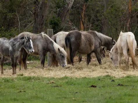 Asturcón Pony Horse Breeds